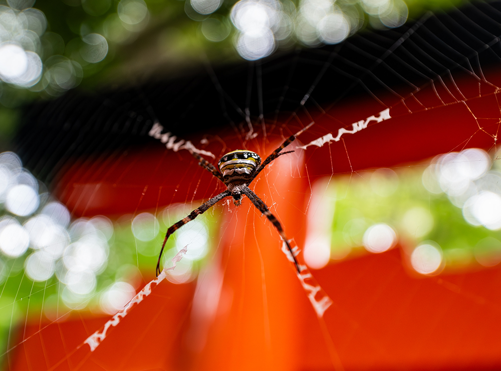 A vibrant Joro spider spinning a web among the vermilion torii gates of ...