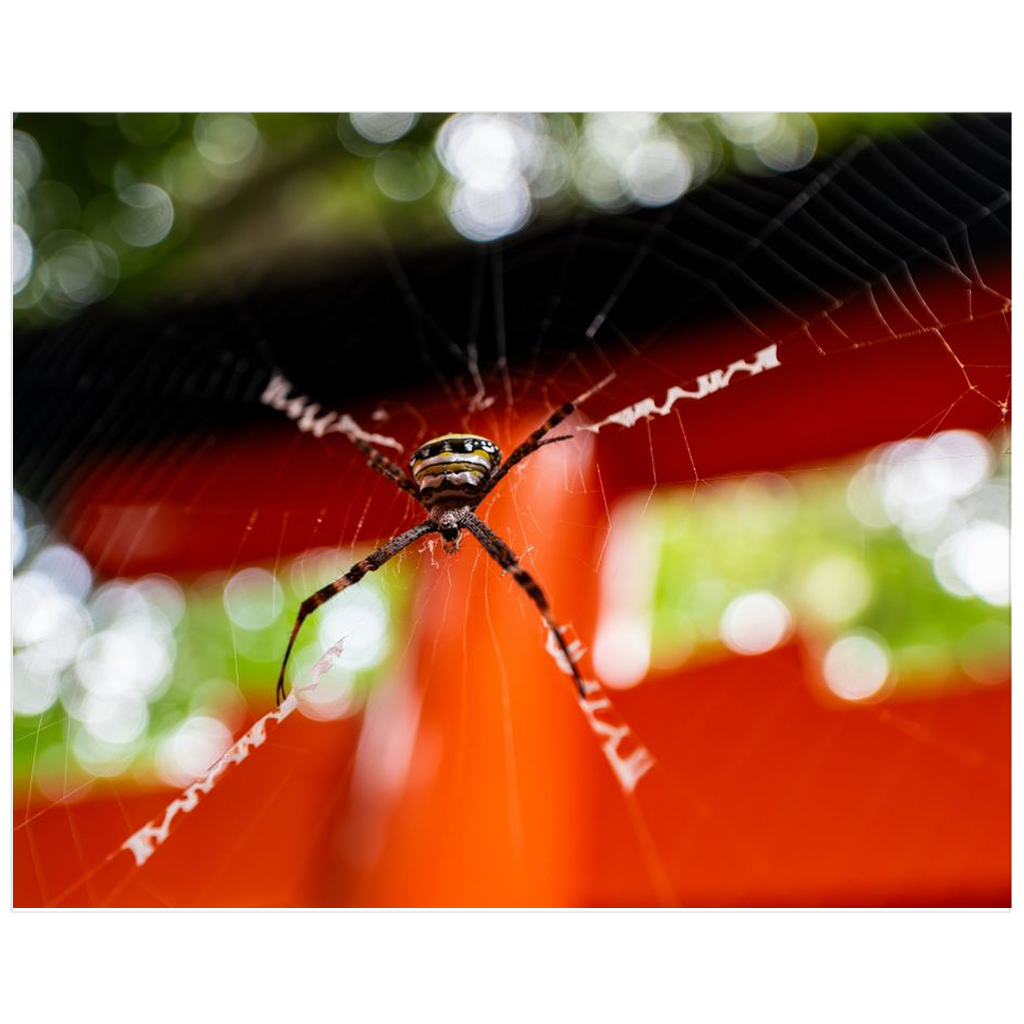 Joro Spider In Fushimi Inari Taisha - Image 3